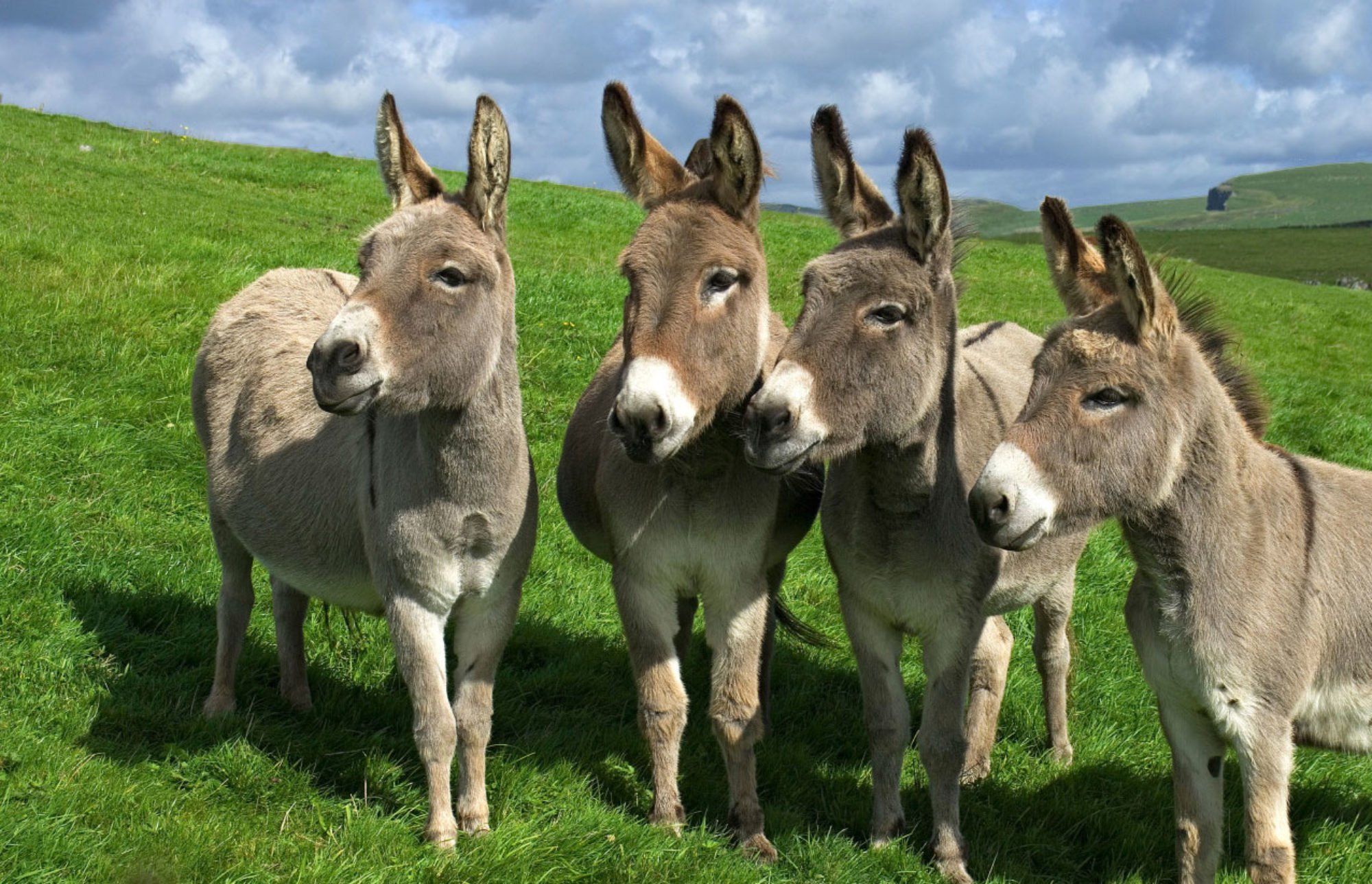 The Donkey Breed Society The Donkey Breed Society
