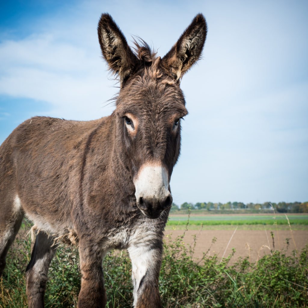 Donkey - The Donkey Breed Society Donkey - The Donkey Breed Society