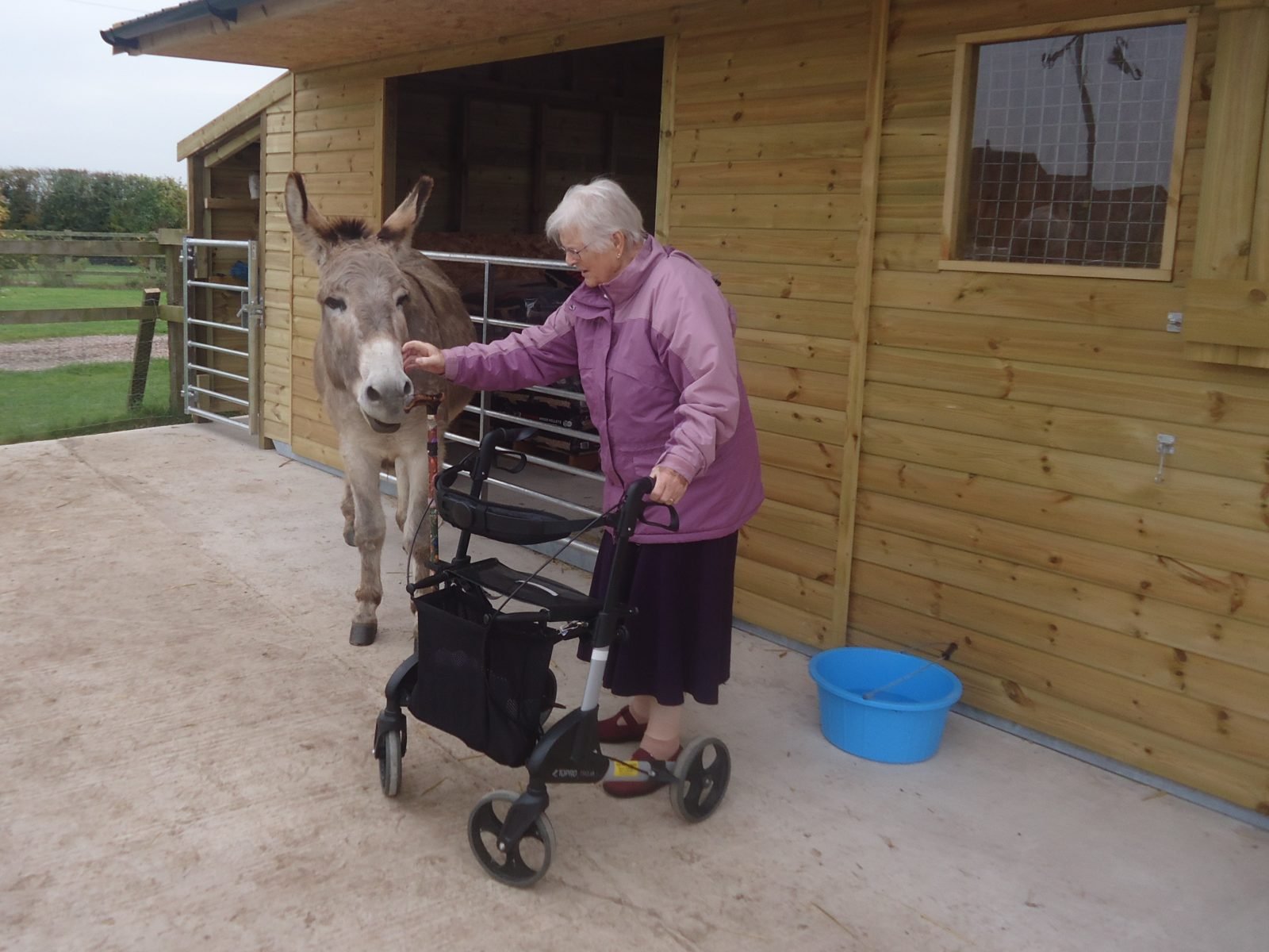 Therapy and care donkeys - The Donkey Breed Society